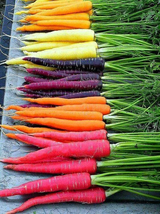 കാരറ്റുകള്‍ എത്രവിധമുണ്ടെന്ന് അറിയാമോ?| Different types of carrots ...