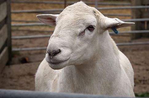 worlds most expensive sheep