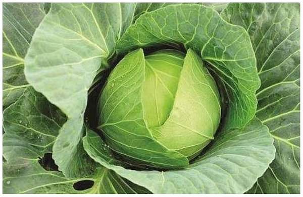 Cancer prevention to brain health, benefits of cabbage