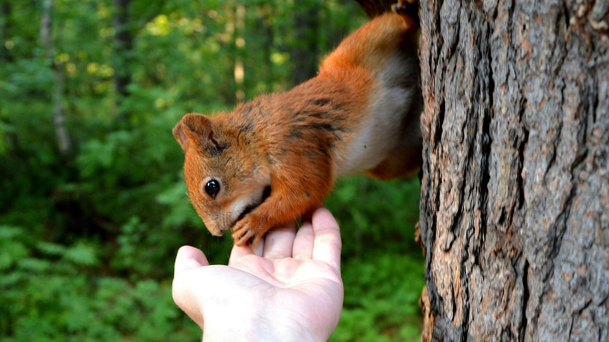 squirrel ചാട്ടം പിഴച്ച് പാറക്കല്ലില്‍വീണ അണ്ണാനെ അയല്‍വാസിയായ ...