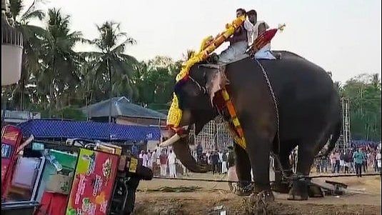 Deaths due to elephant attacks at religious festivals surge in Kerala ...