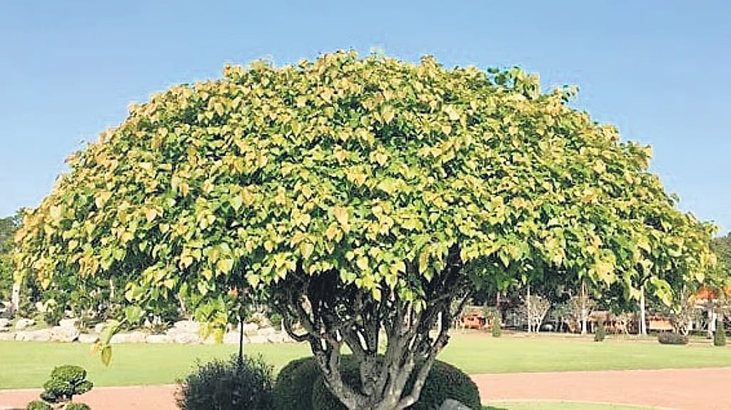 Birth Star Trees Photos: അശ്വതി മുതല്‍ ആയില്യം വരെ; നക്ഷത്രവൃക്ഷങ്ങള് ...