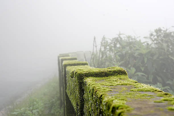 how to keep away moss monsoon