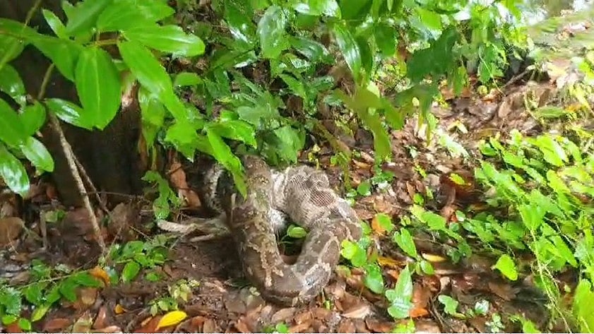 വീട്ടുമുറ്റത്ത് നിന്ന പൂച്ചയെ മലമ്പാമ്പ് വിഴുങ്ങി; പാമ്പ് പിടിത്തക്കാര് ...