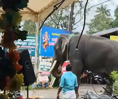 കൂടല്‍മാണിക്യ ക്ഷേത്രത്തില്‍ ആനയൂട്ടിനെത്തിയ ആനയിടഞ്ഞു |elephant ...
