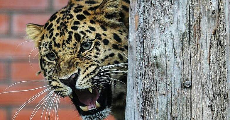 വീടിന്റെ വെളിയില്‍ കളിച്ചു കൊണ്ടിരുന്ന നാലുവയസുകാരനെ പുലി ...