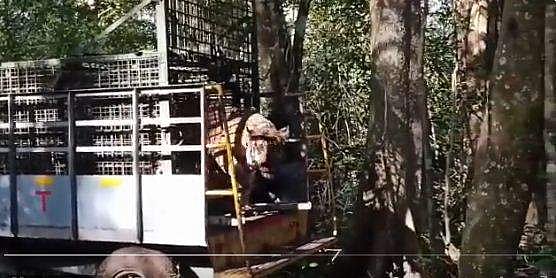 The tiger caught in Munnar was released in the forest
