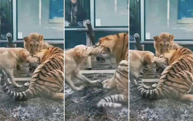 Dog trying to bite off tiger's ear video