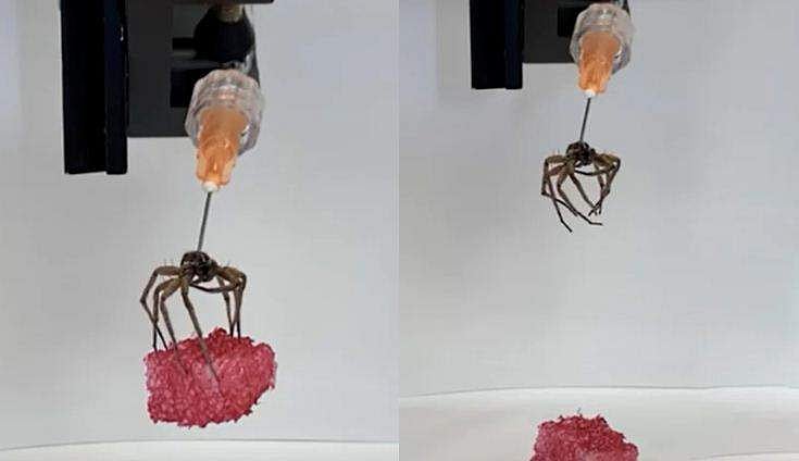 Scientists turn dead spiders into robots