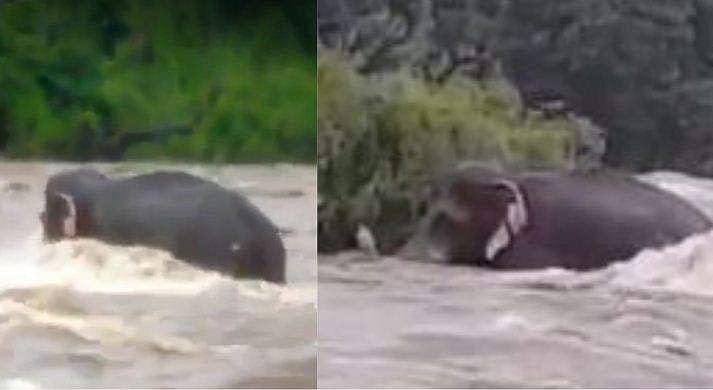 elephant got stuck in the middle of Chalakudy River amidst heavy flow