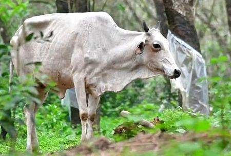 cow shot dead after showing rabies symptoms