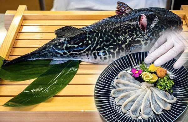 The art of preparing deadly Puffer fish