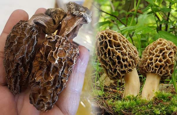 World's most prized morel mushroom, Guchhi, plentiful in Himachal forests